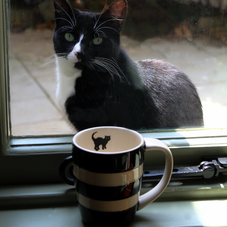 Cornish Black 12oz Cat Mug | Cornishware® | Classic British Kitchenware ...